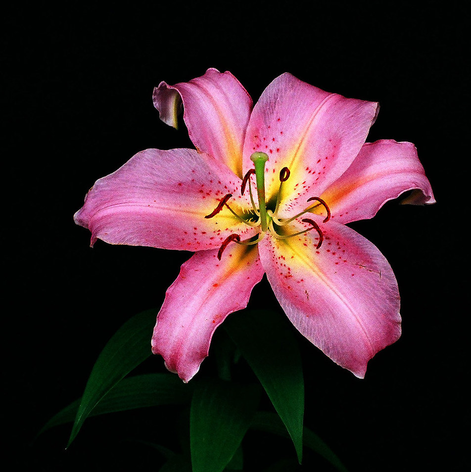 Bloom Filter Willcodefortea